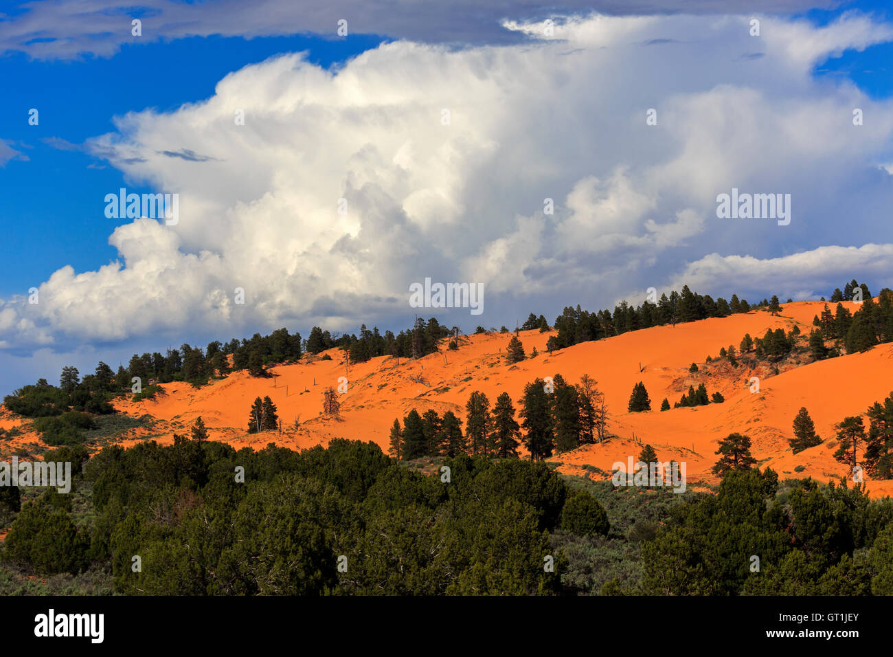 Pinyon juniper hi-res stock photography and images - Alamy