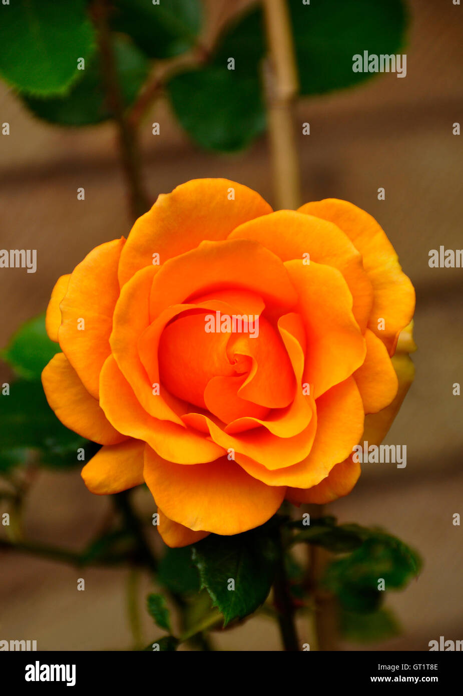 Rose in orange hi-res stock photography and images - Alamy