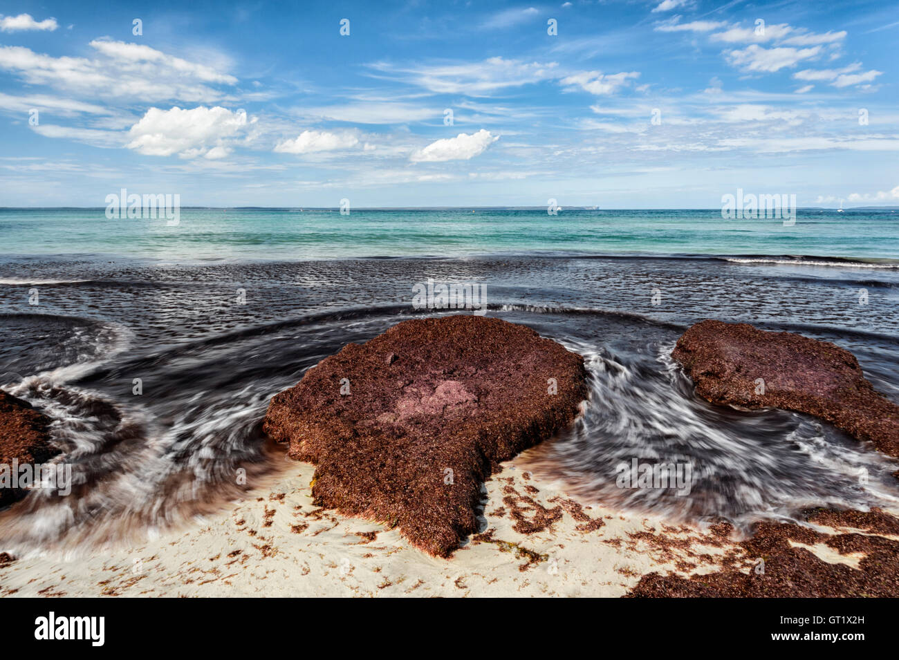 Red Algae AR618 Algae Reactor 2024 RED Geo's Reef