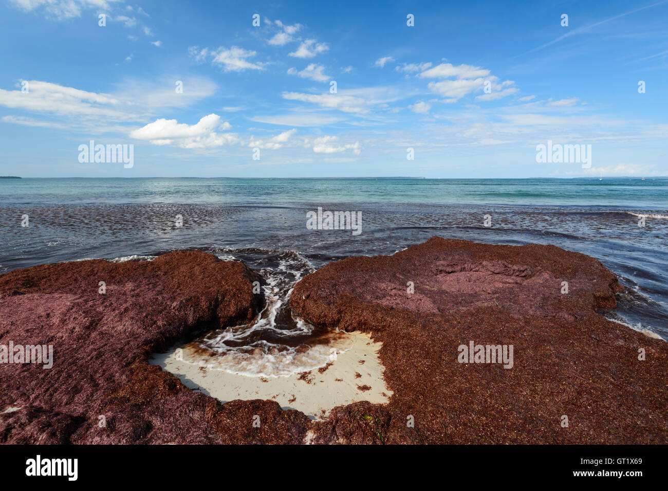 Red algae hi-res stock photography and images - Alamy