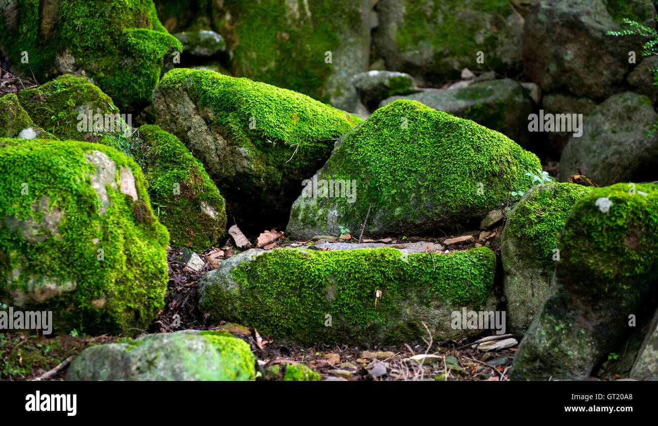 Mossy Stones Deep in The Woods, South Korea Stock Photo - Alamy