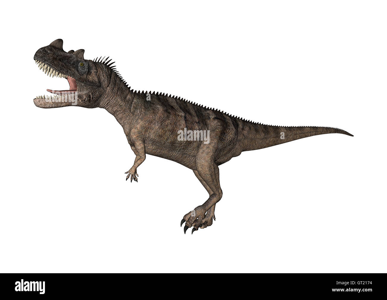 3D rendering of a dinosaur Ceratosaurus isolated on white background ...
