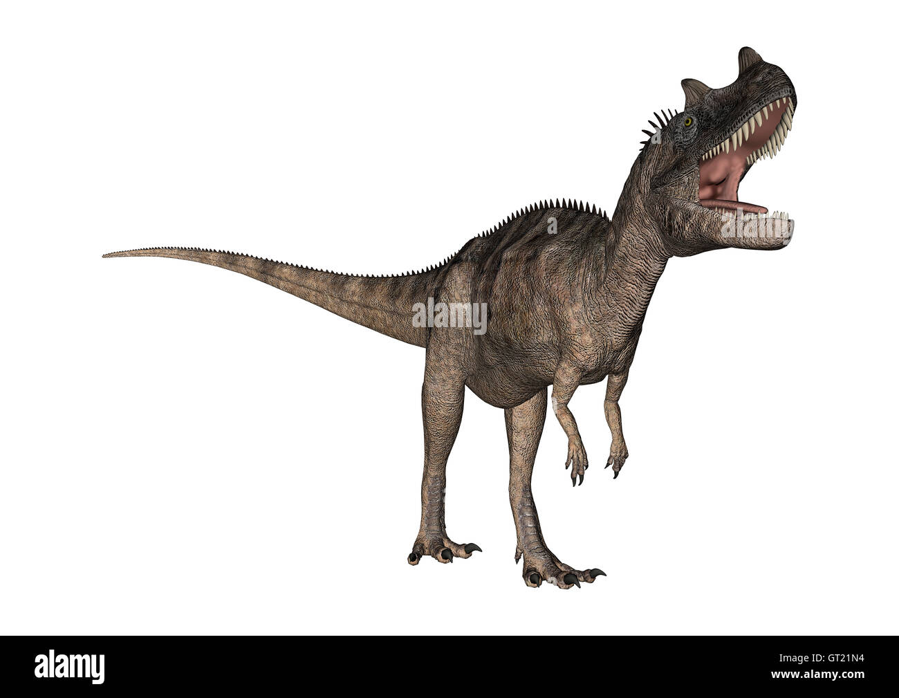 3D rendering of a dinosaur Ceratosaurus isolated on white background ...
