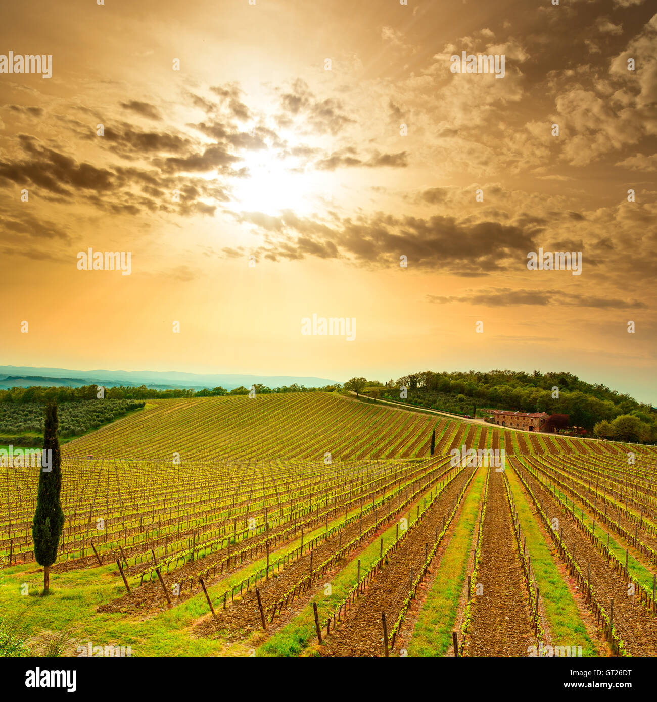 Vineyard farm landscape hi-res stock photography and images - Alamy