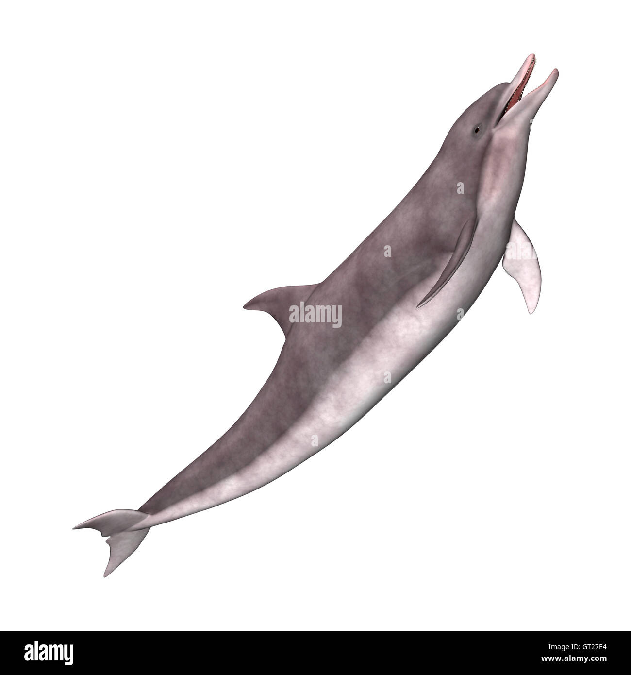 3D rendering of a dolphin isolated on white background Stock Photo - Alamy