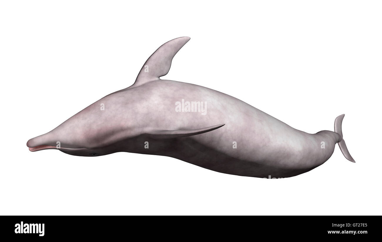 3D rendering of a dolphin isolated on white background Stock Photo - Alamy