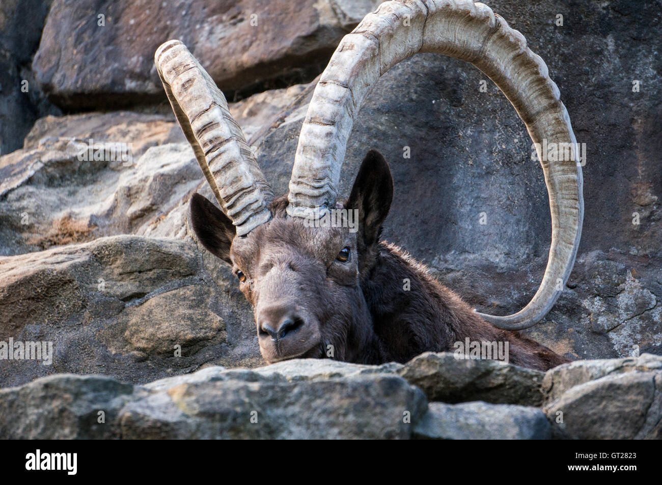 Great old Siberian ibex with big horns Stock Photo - Alamy