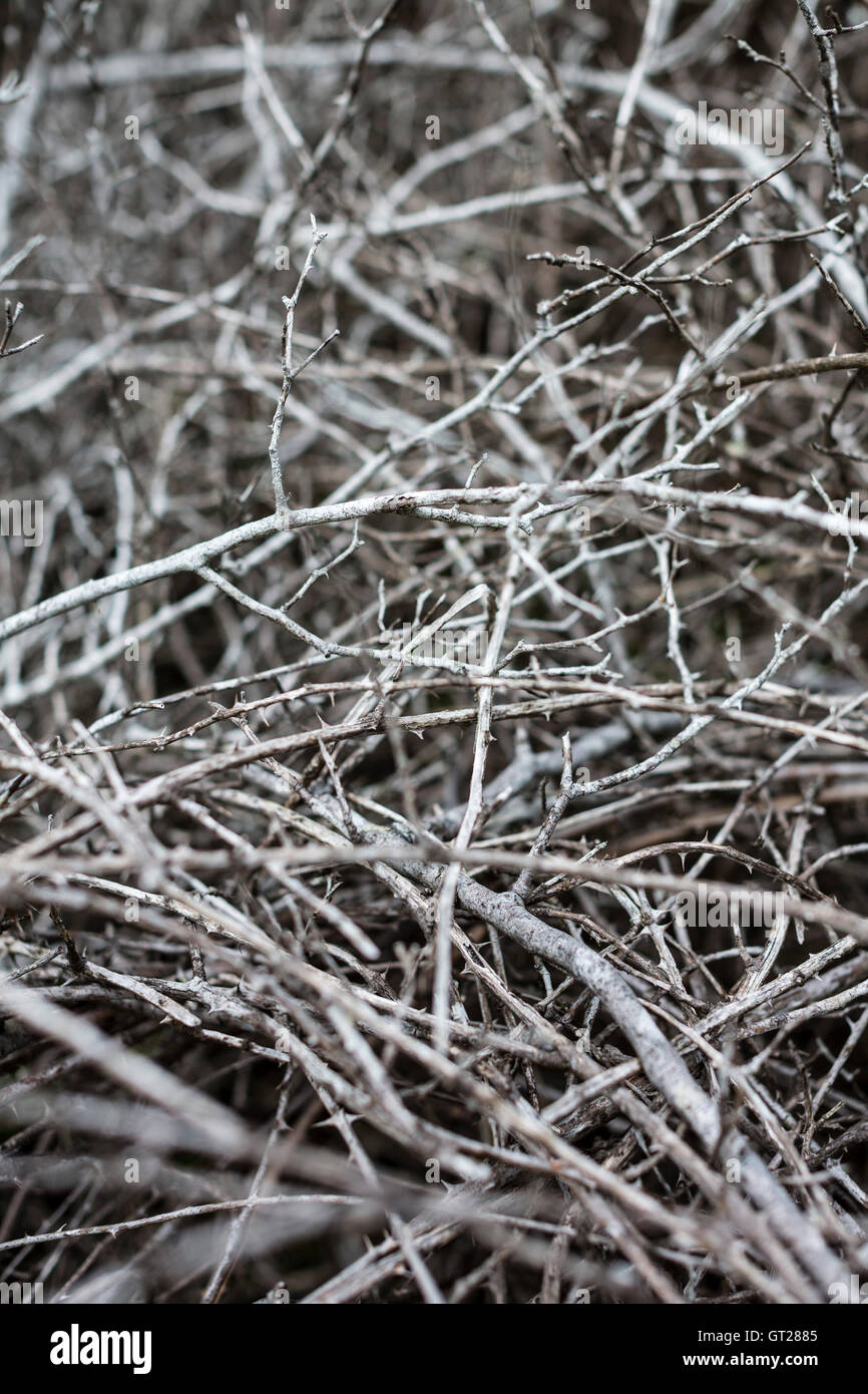 Dead brambles, going grey in the sun in a huge complicated ball of ...