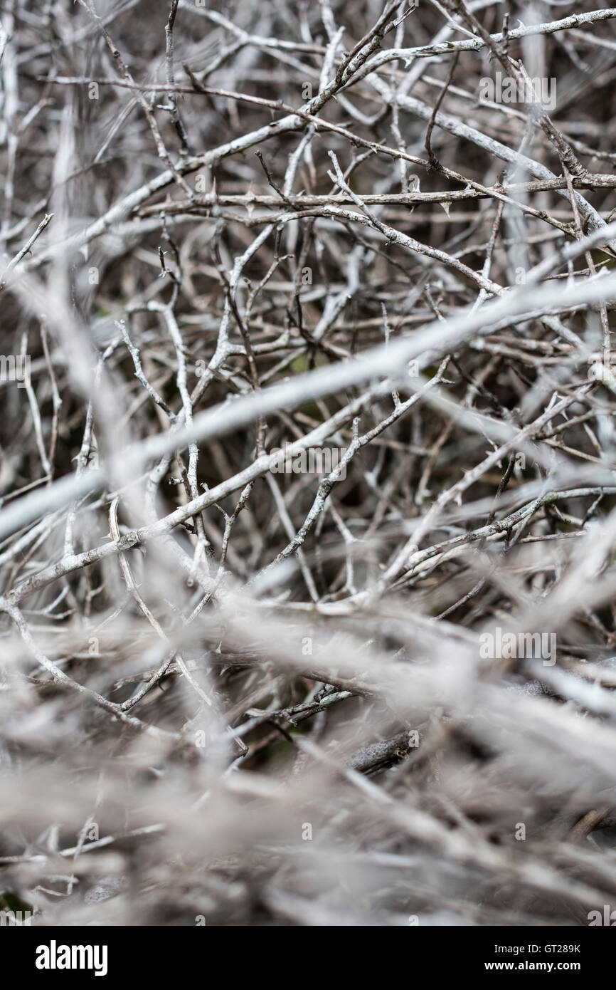 Dead brambles hi-res stock photography and images - Alamy