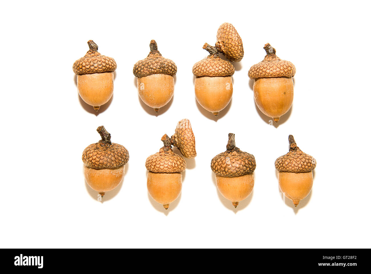 Many acorns hi-res stock photography and images - Alamy