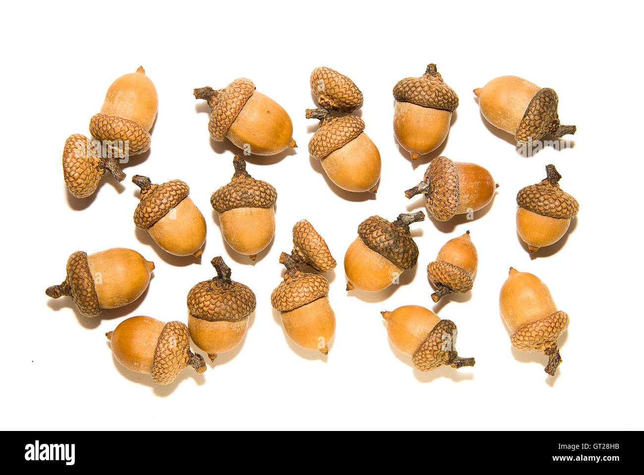 Many acorns hi-res stock photography and images - Alamy