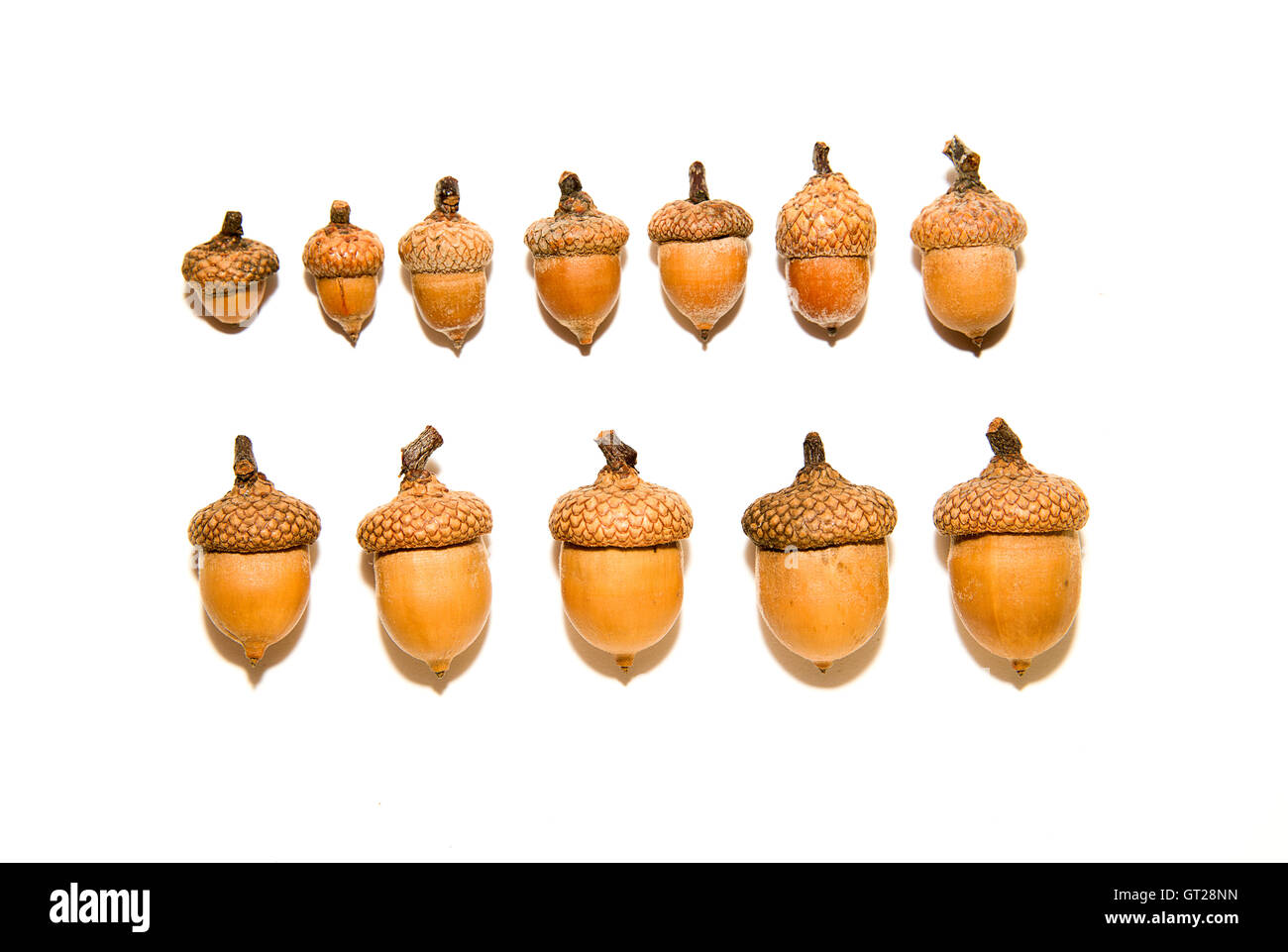 Many of dried acorns on white Stock Photo - Alamy