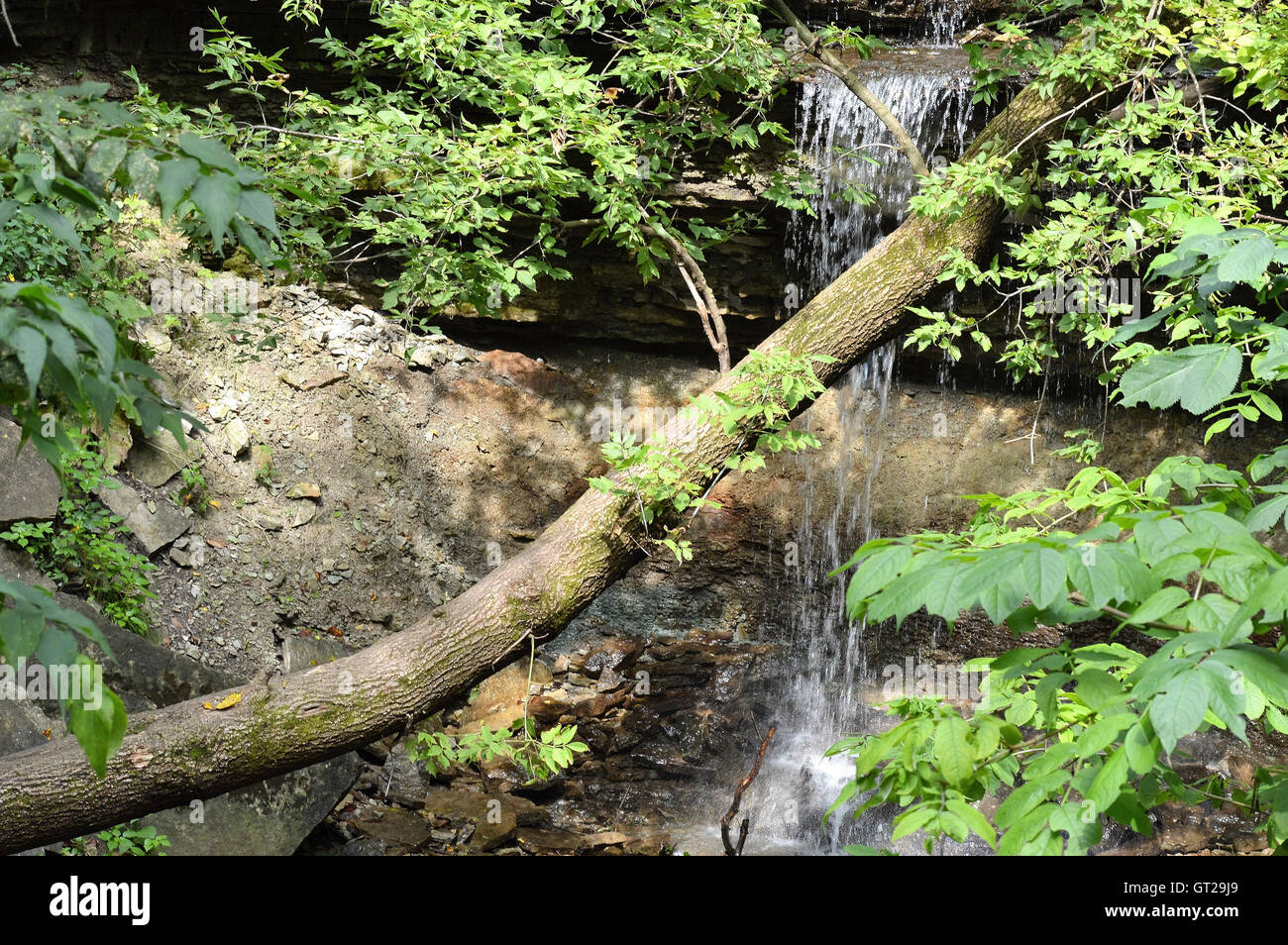Waterfall in the Woods Stock Photo - Alamy
