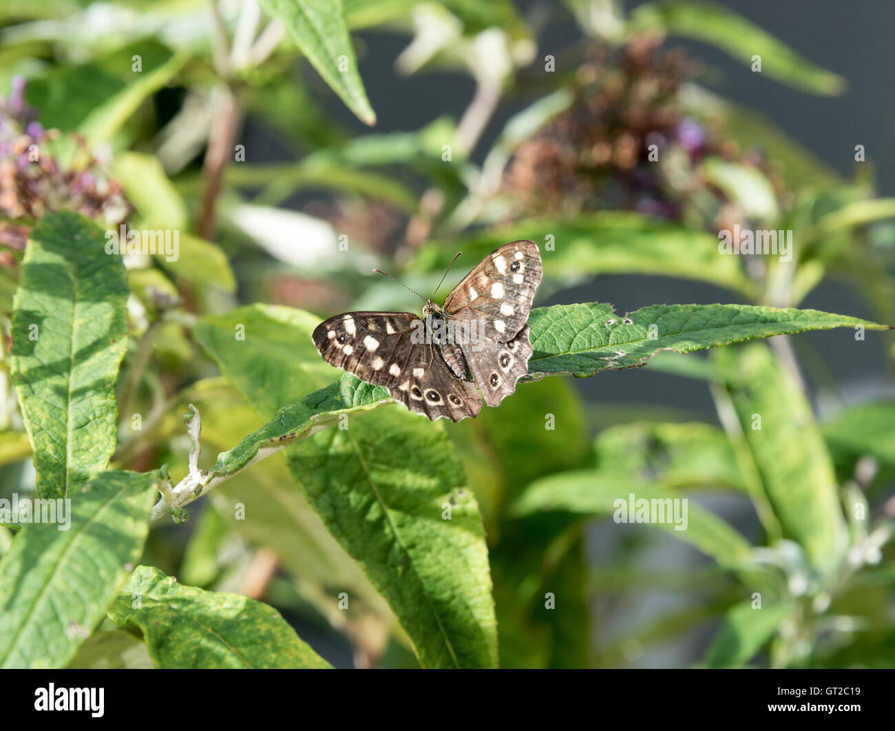 A Female Speckled Wood Butterfly on a Buddleja Leaf in a Garden in ...