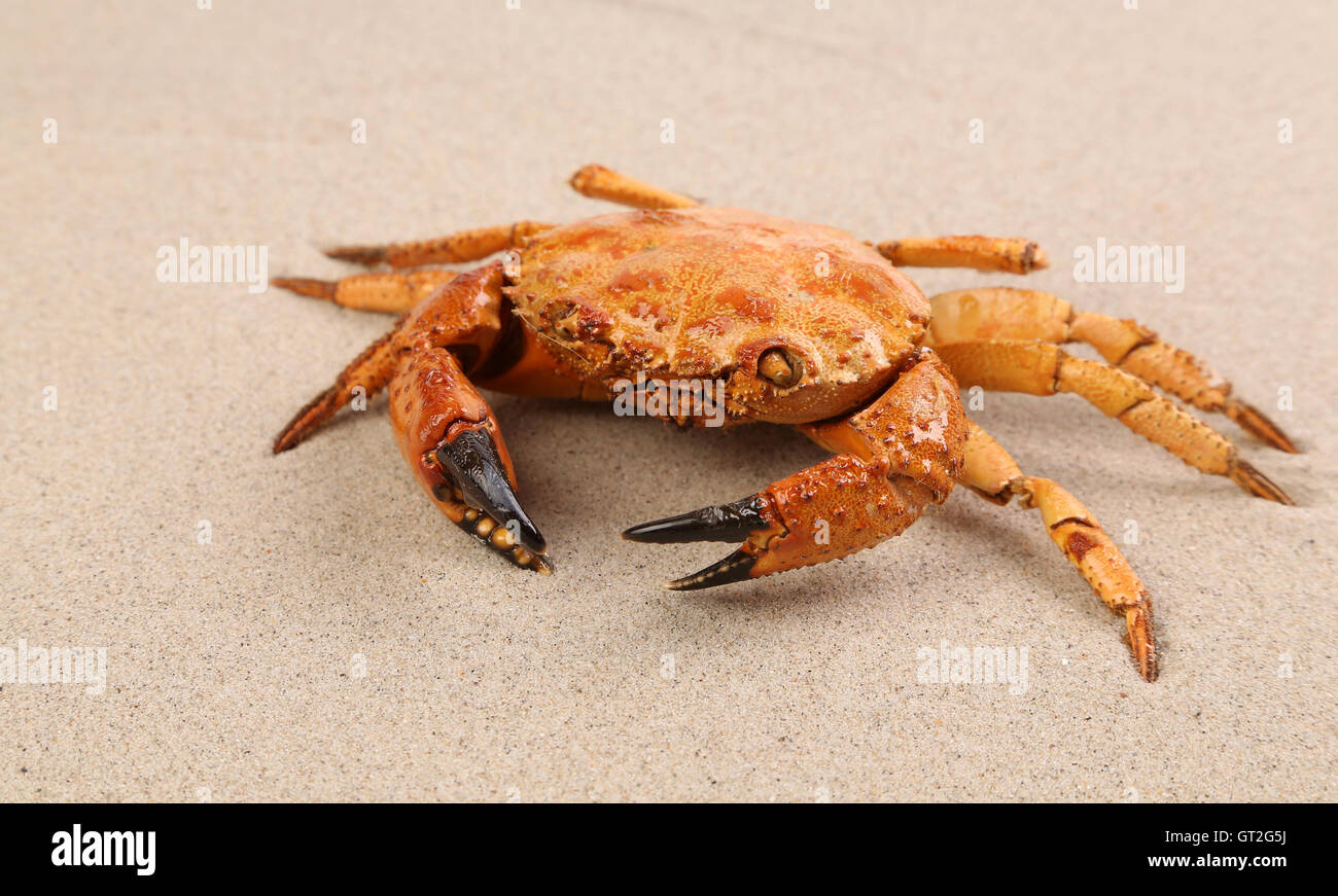 Crab in peru hi-res stock photography and images - Alamy
