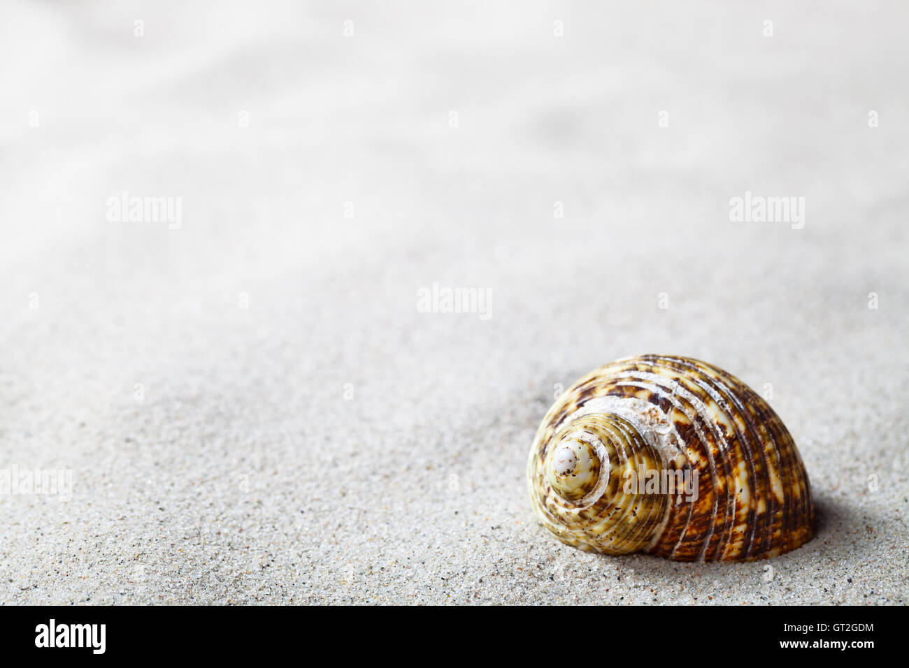 Sand And Shell Stock Photo - Alamy