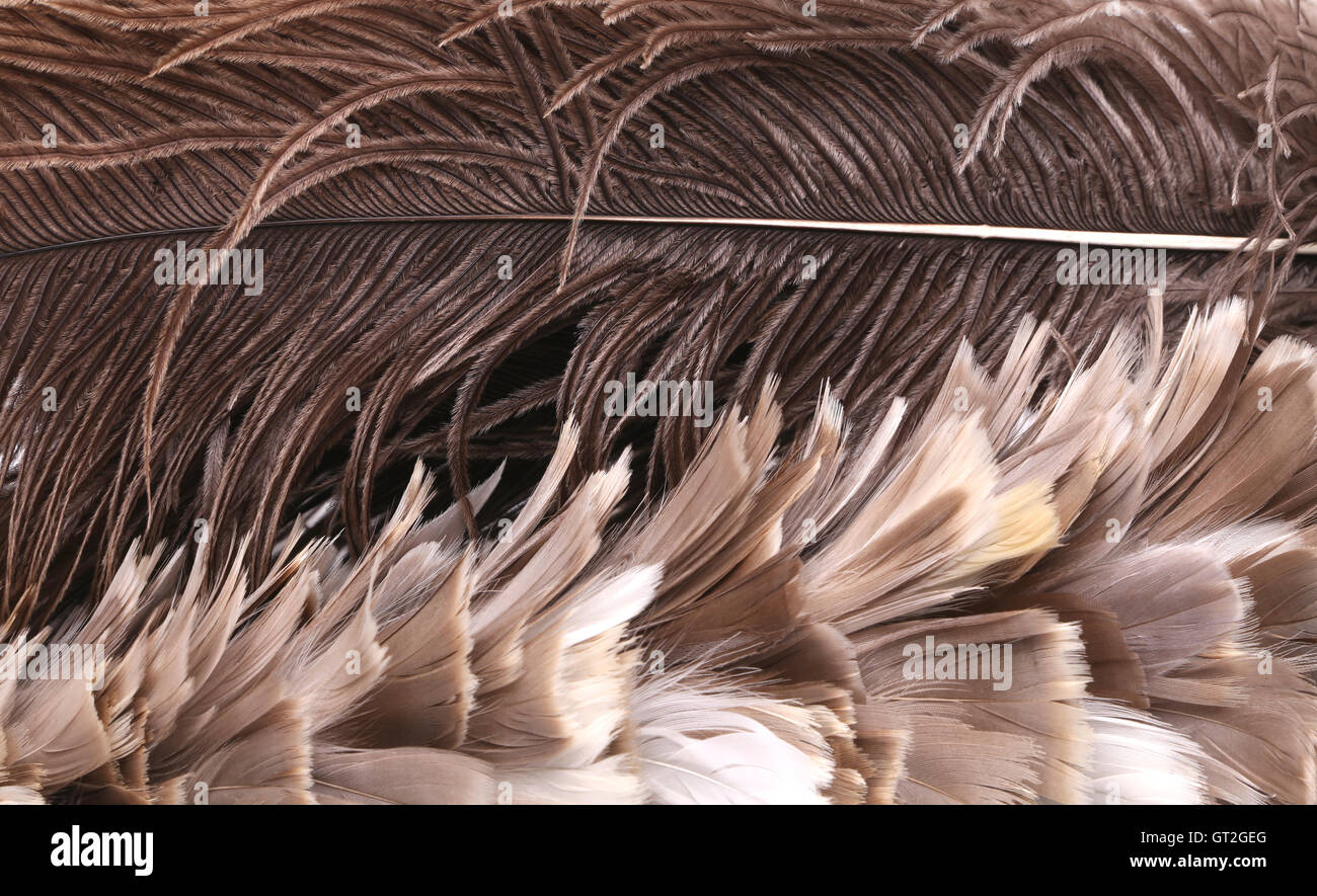 Different brown feathers. Close up Stock Photo - Alamy