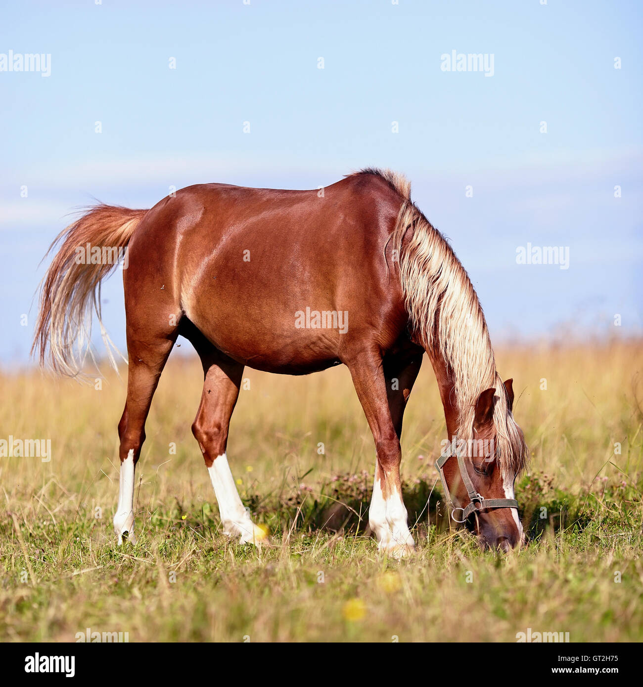 Red horse harness hi-res stock photography and images - Alamy