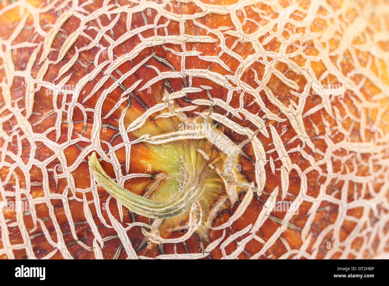 Melon skin texture close up Stock Photo - Alamy