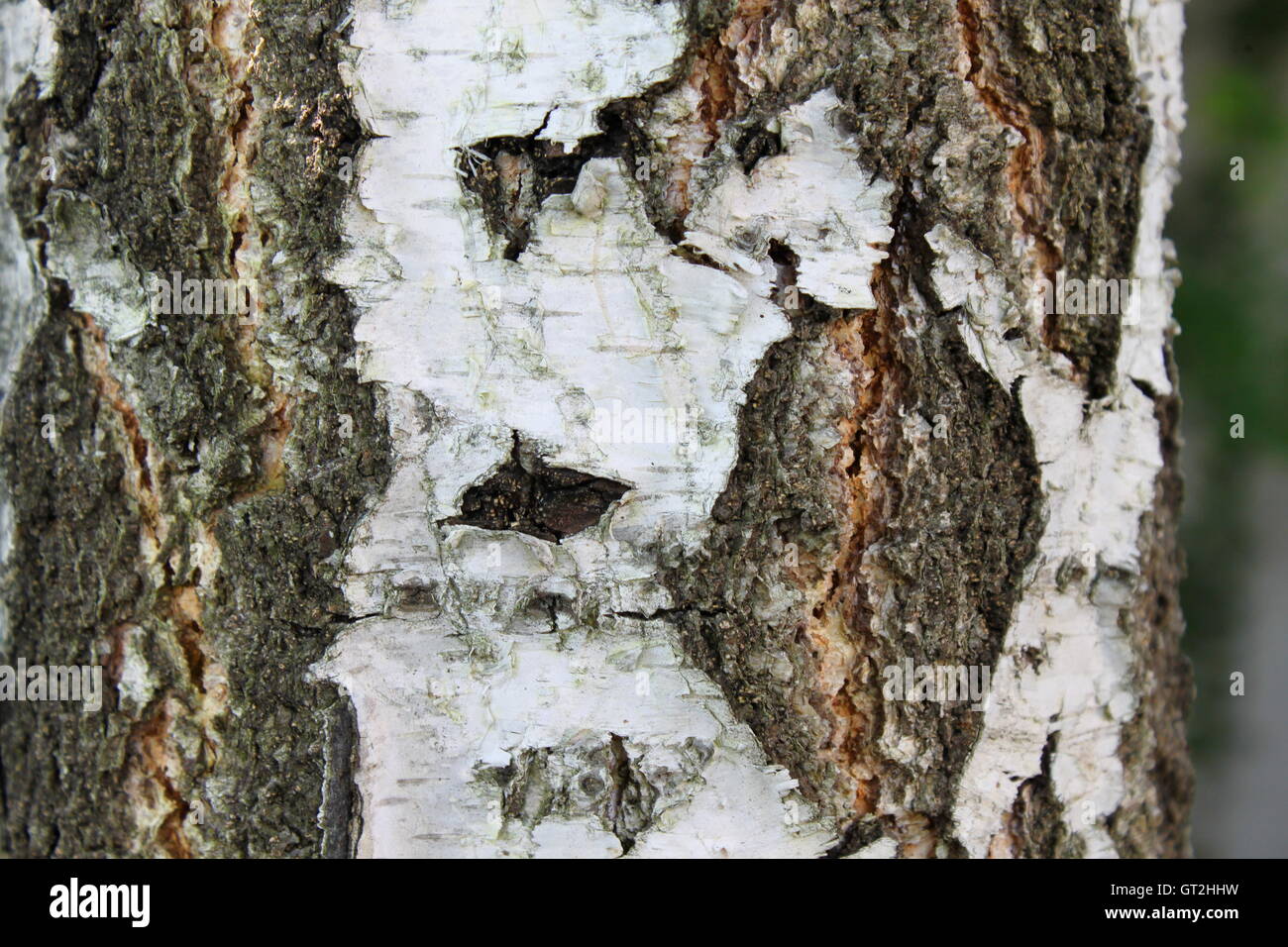 Birch Bark Texture Stock Photo - Alamy