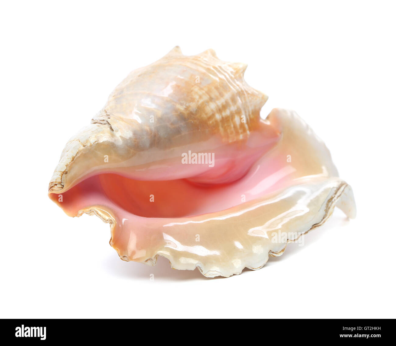 Seashell detail pink background Cut Out Stock Images & Pictures - Alamy