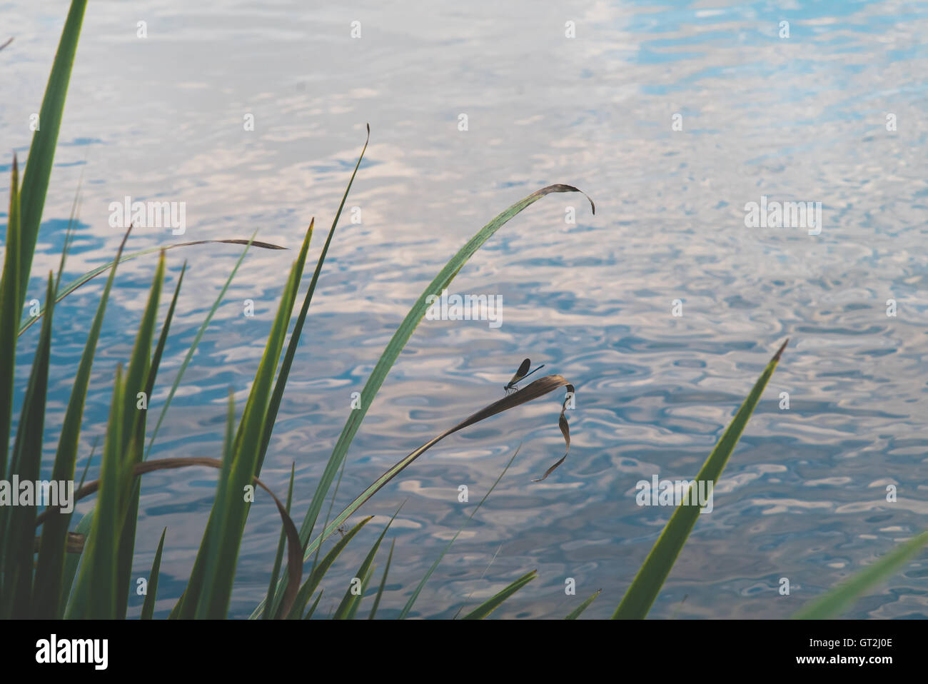 Dragonfly and vegetation on the river Stock Photo - Alamy