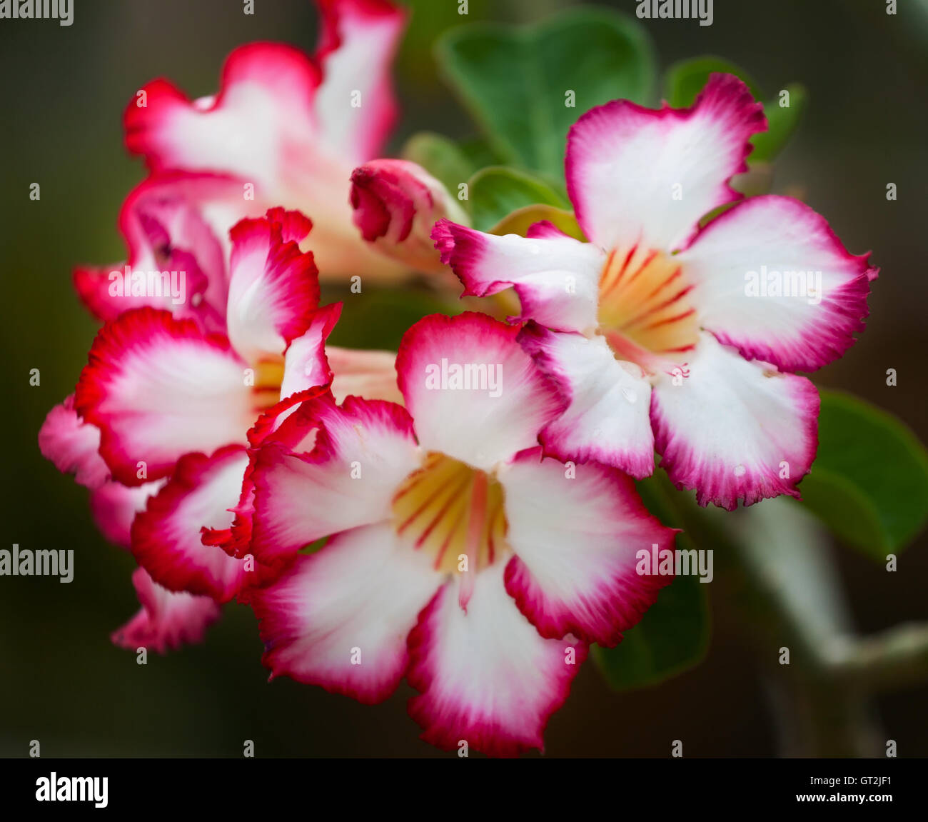 Adenium flower hi-res stock photography and images - Alamy