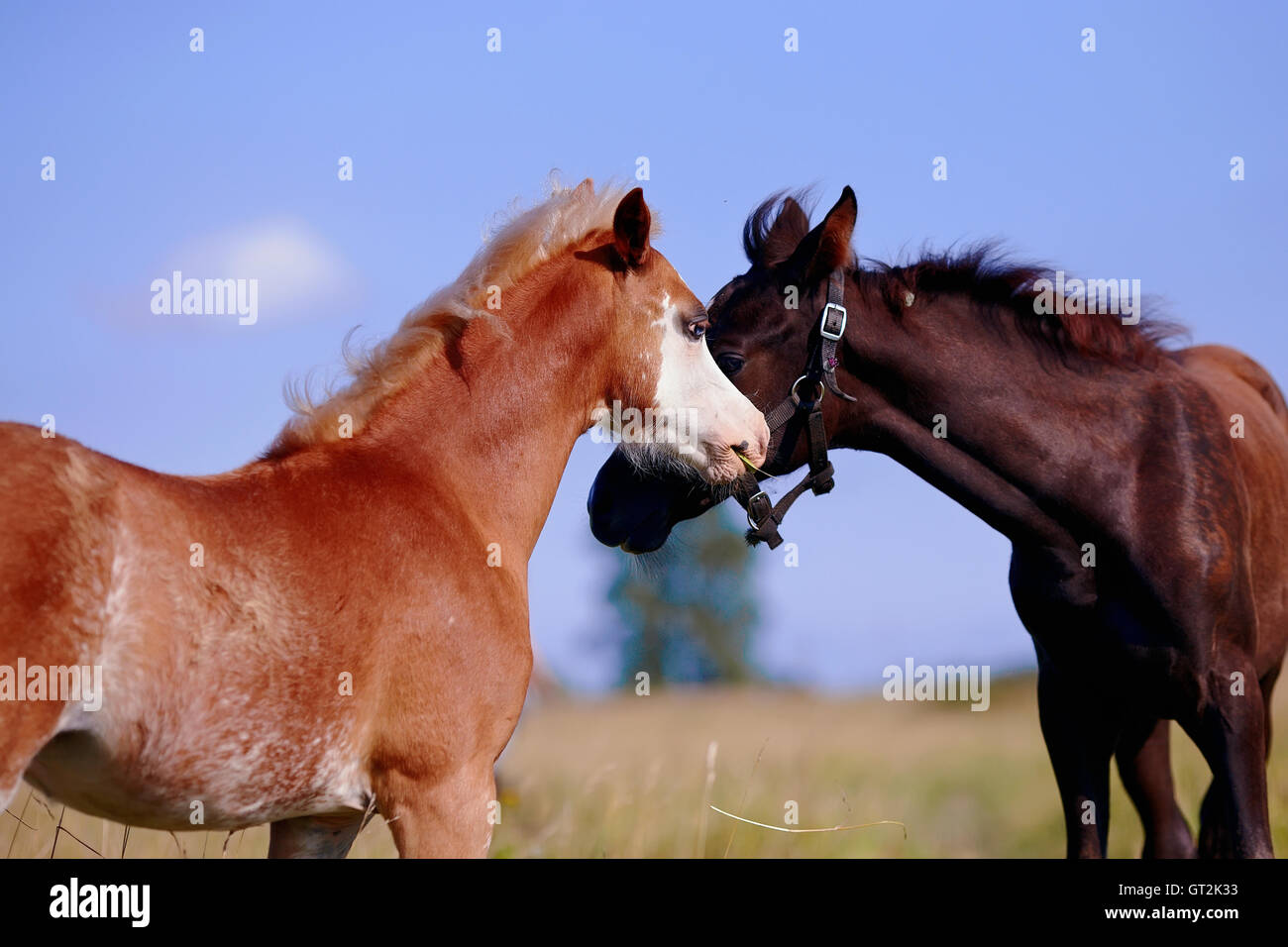 Portrait of two foals on a pasture Stock Photo - Alamy