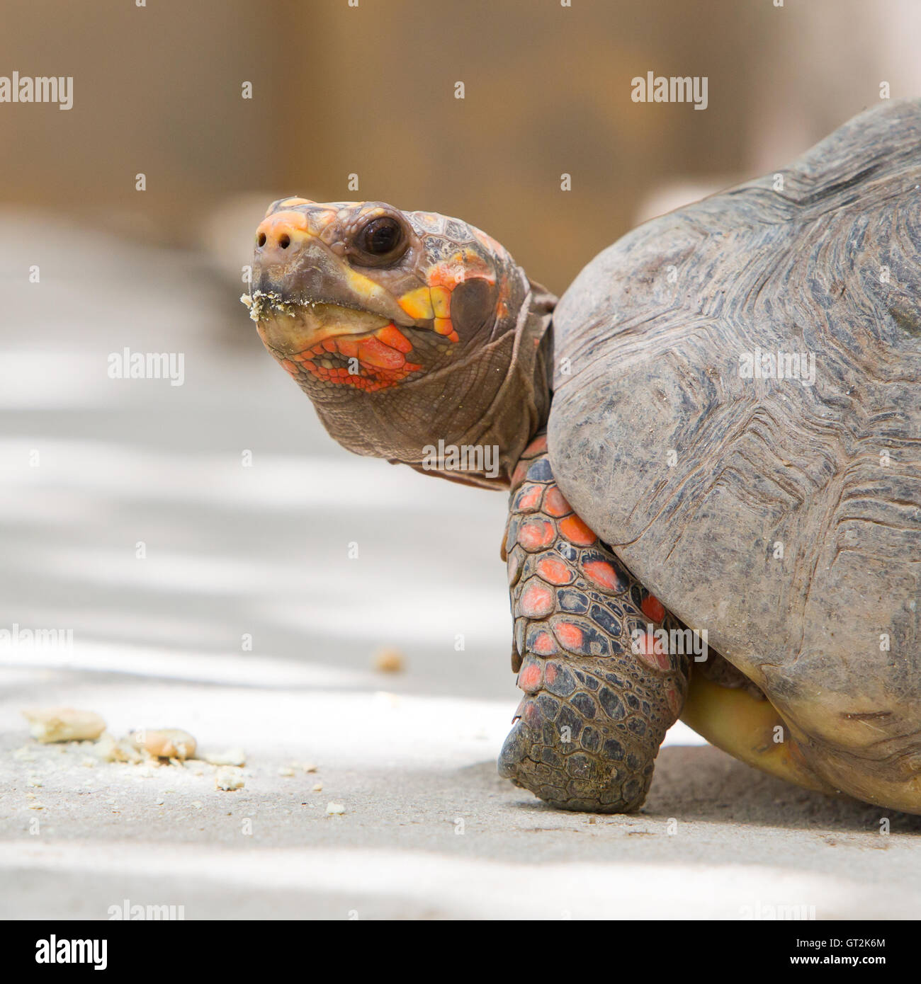 Cherry head red foot tortoise Stock Photo - Alamy