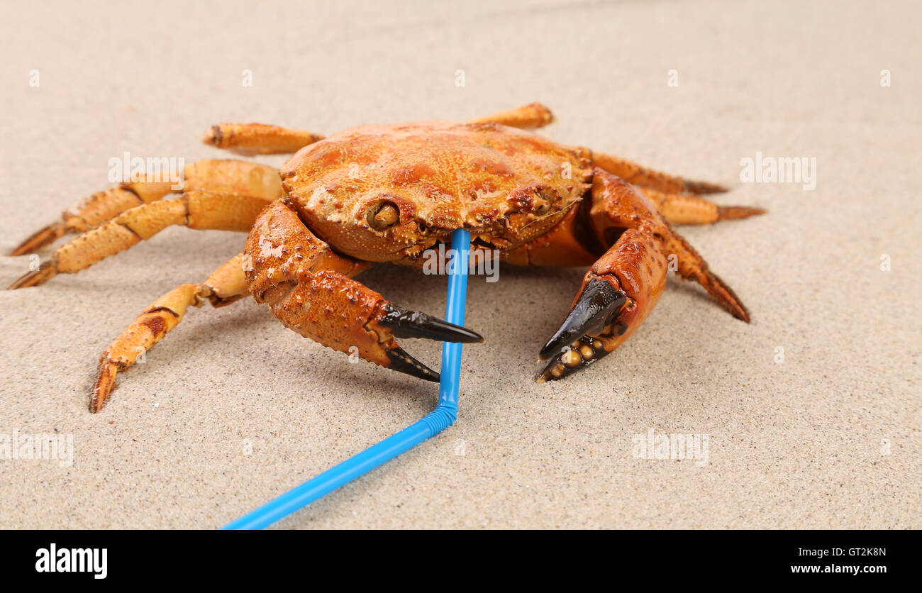 Crab in peru hi-res stock photography and images - Alamy