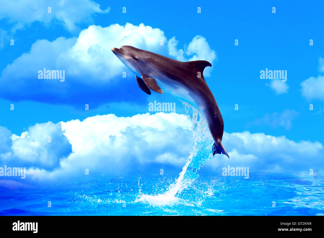 Bottlenose Dolphin Jumping High