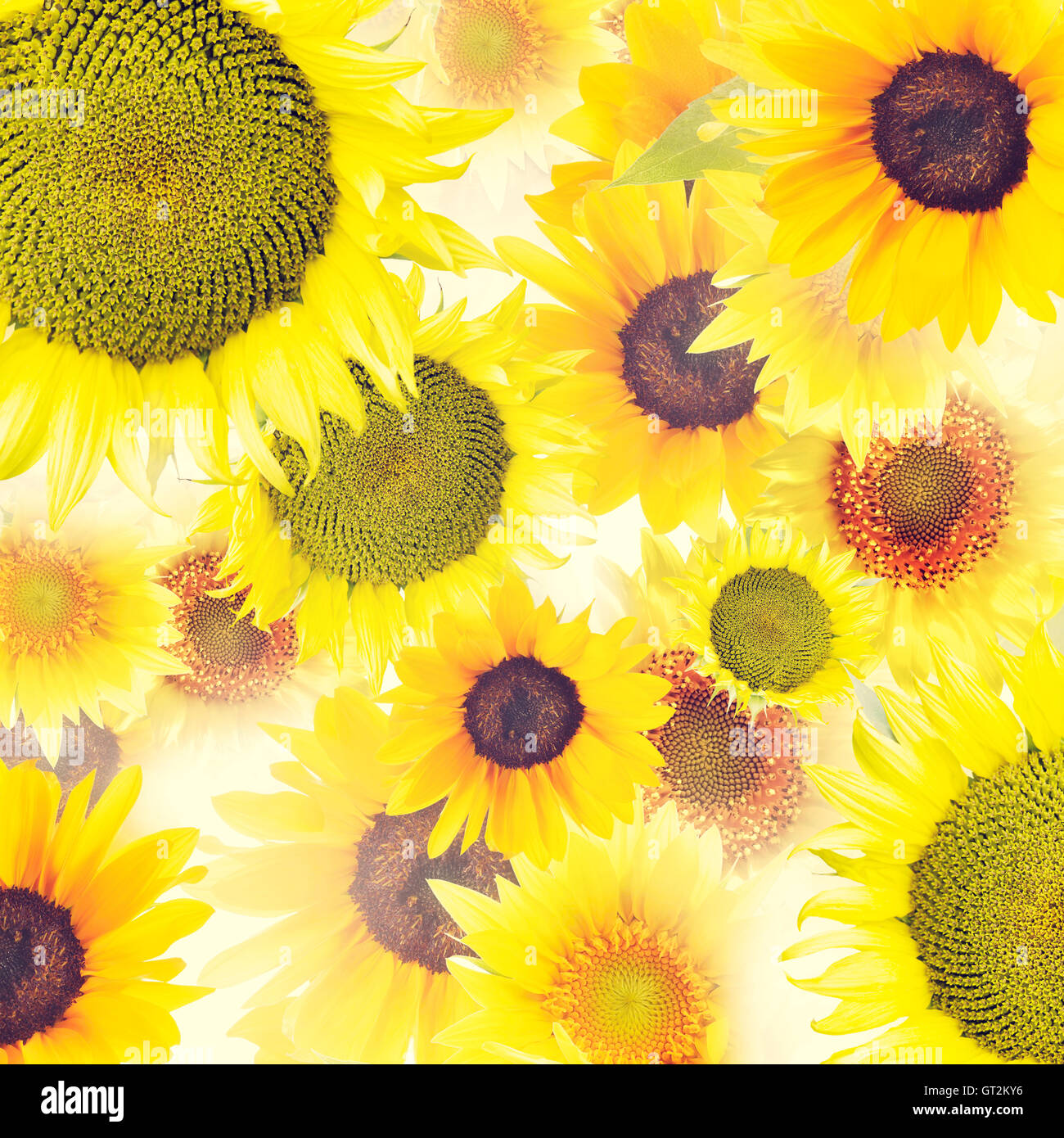 Wallpaper sunflower hi-res stock photography and images - Alamy