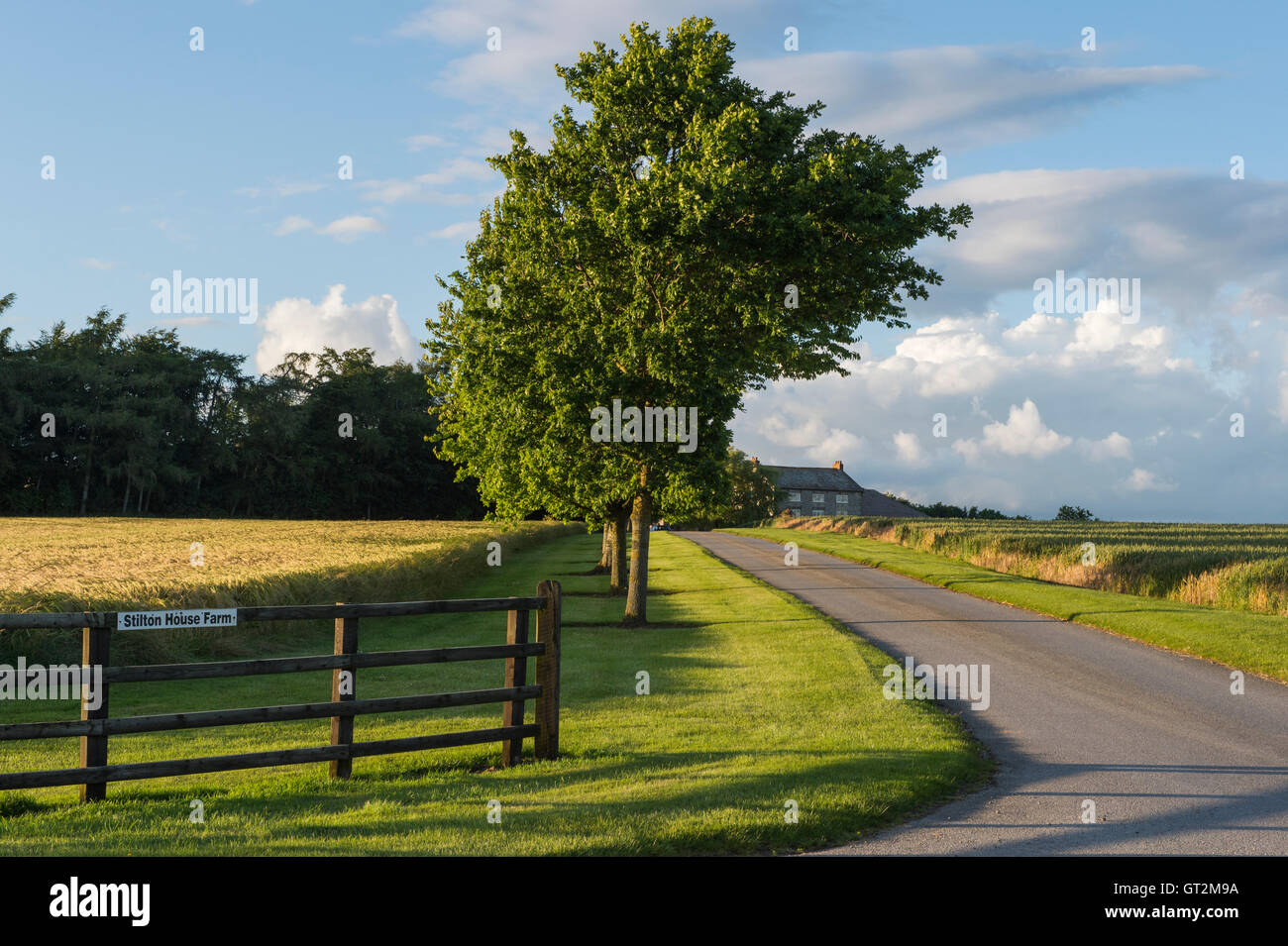 Summer evening sunlight creates deep blue sky and bright greens ...