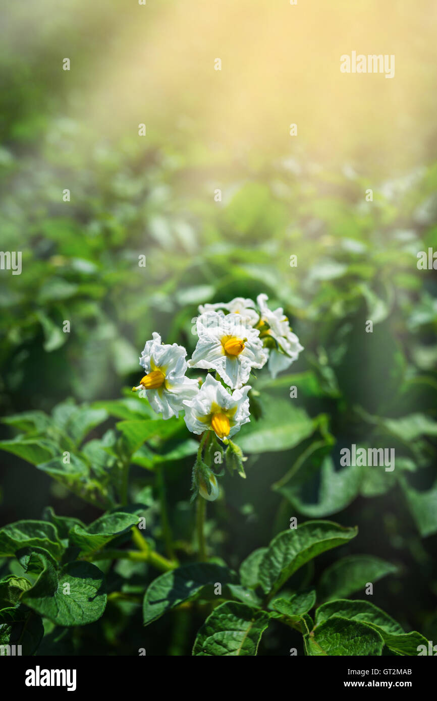 Potato bush blooming with white flower Stock Photo - Alamy