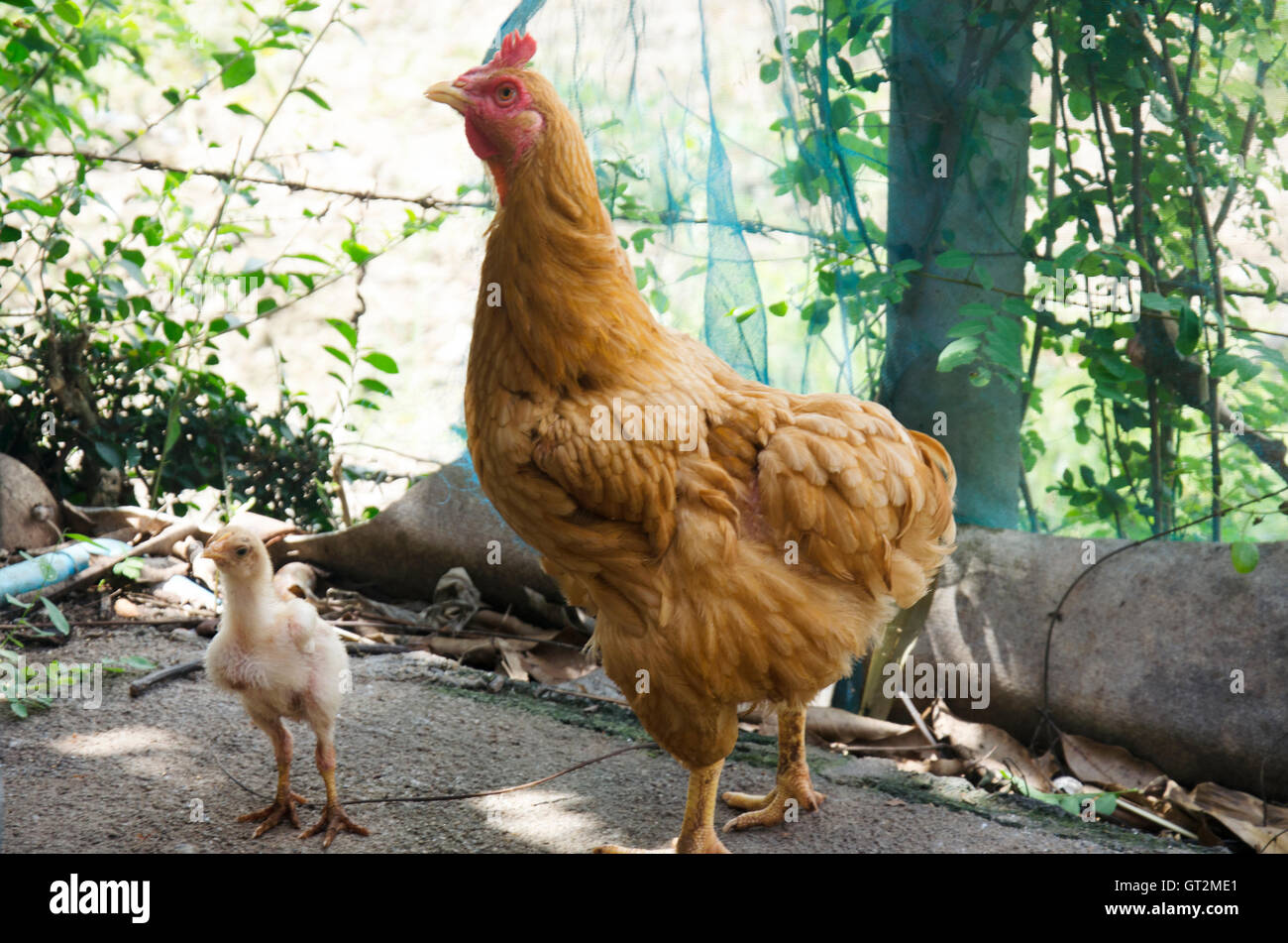 Betong chicken and chick eating food at farm farming by farmers in the ...