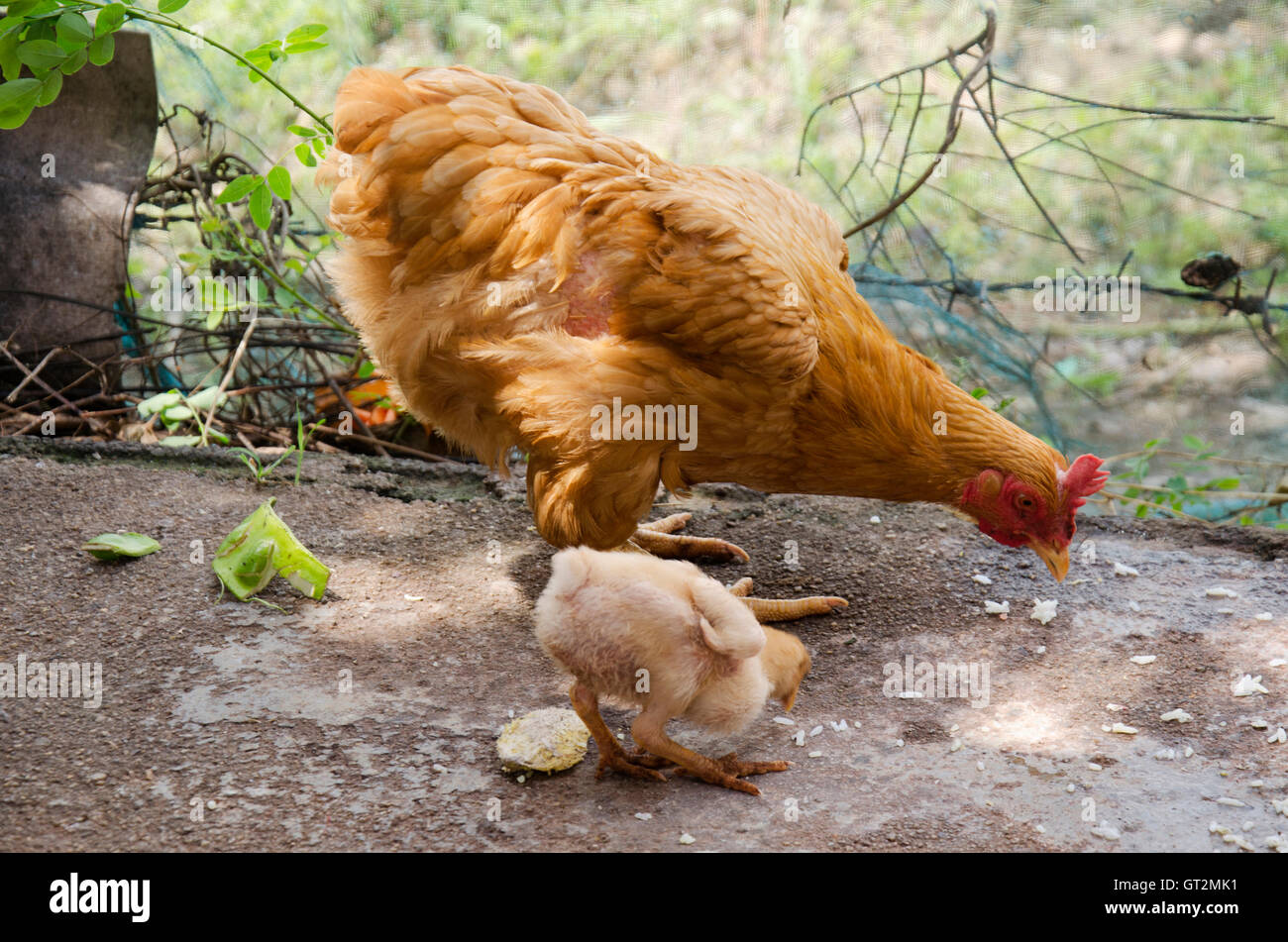 Betong chicken and chick eating food at farm farming by farmers in the ...
