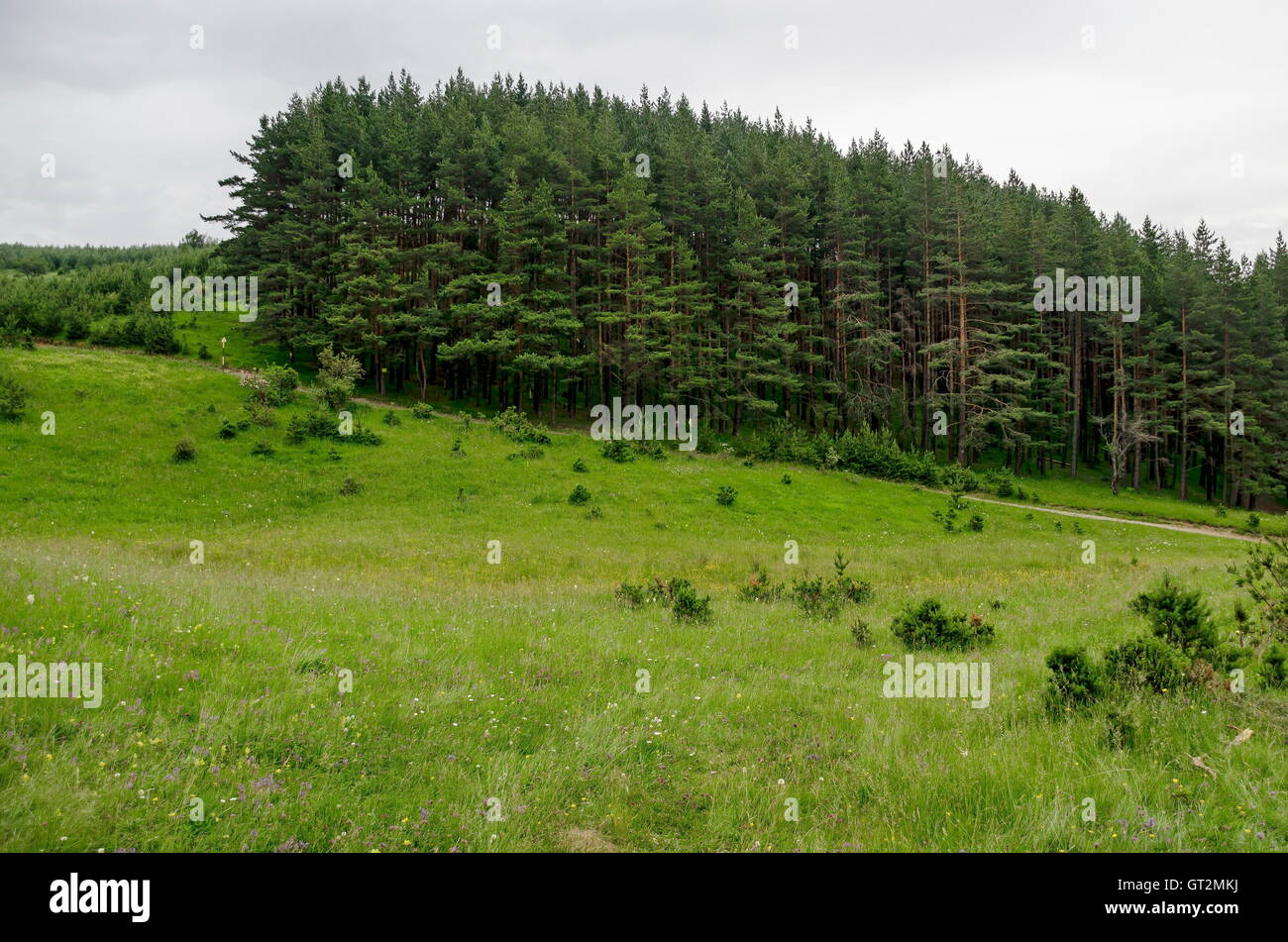 Panorama of glade and green forest, Vitosha mountain, Bulgaria Stock ...