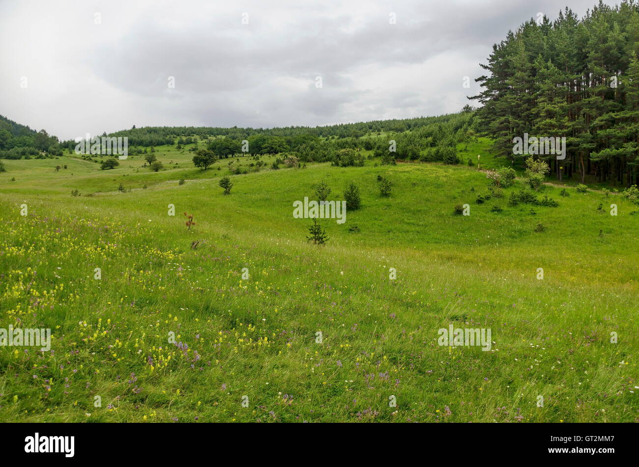 Panorama of glade and green forest, Vitosha mountain, Bulgaria Stock ...