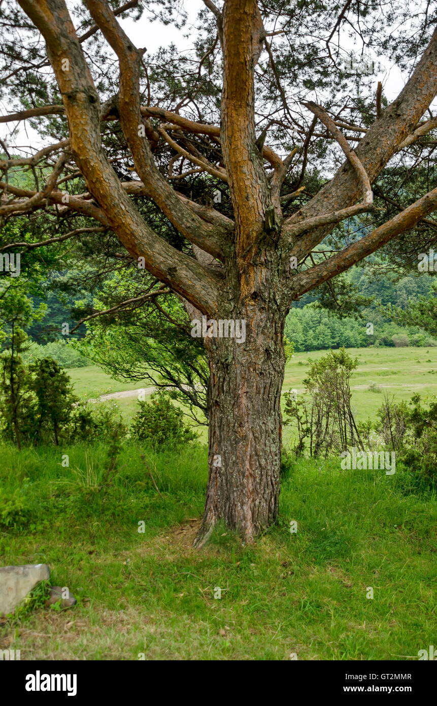 Interesting conifer tree in Vitosha mountain, Bulgaria Stock Photo - Alamy