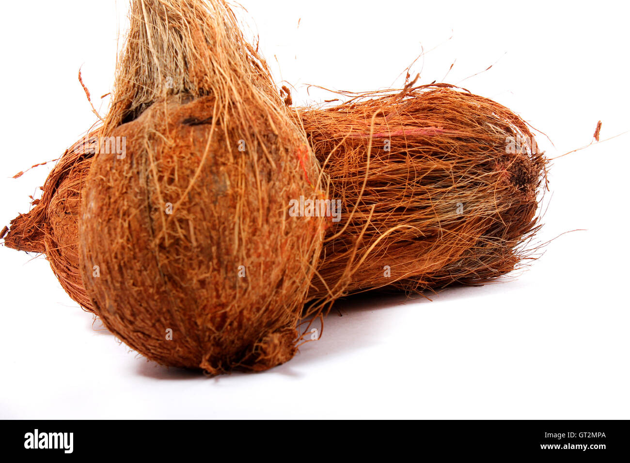 Closeup coco Cut Out Stock Images & Pictures - Alamy
