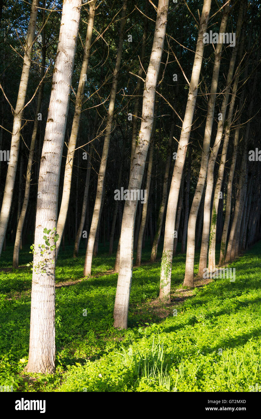 Poplar trees / tree trunks grown in neat rows and columns for forestry ...
