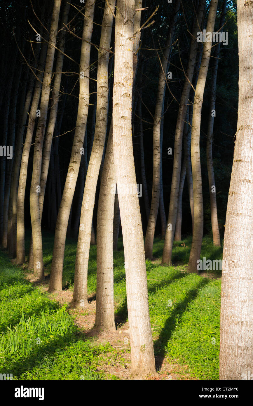 Poplar trees / tree trunks grown in neat rows and columns for forestry ...