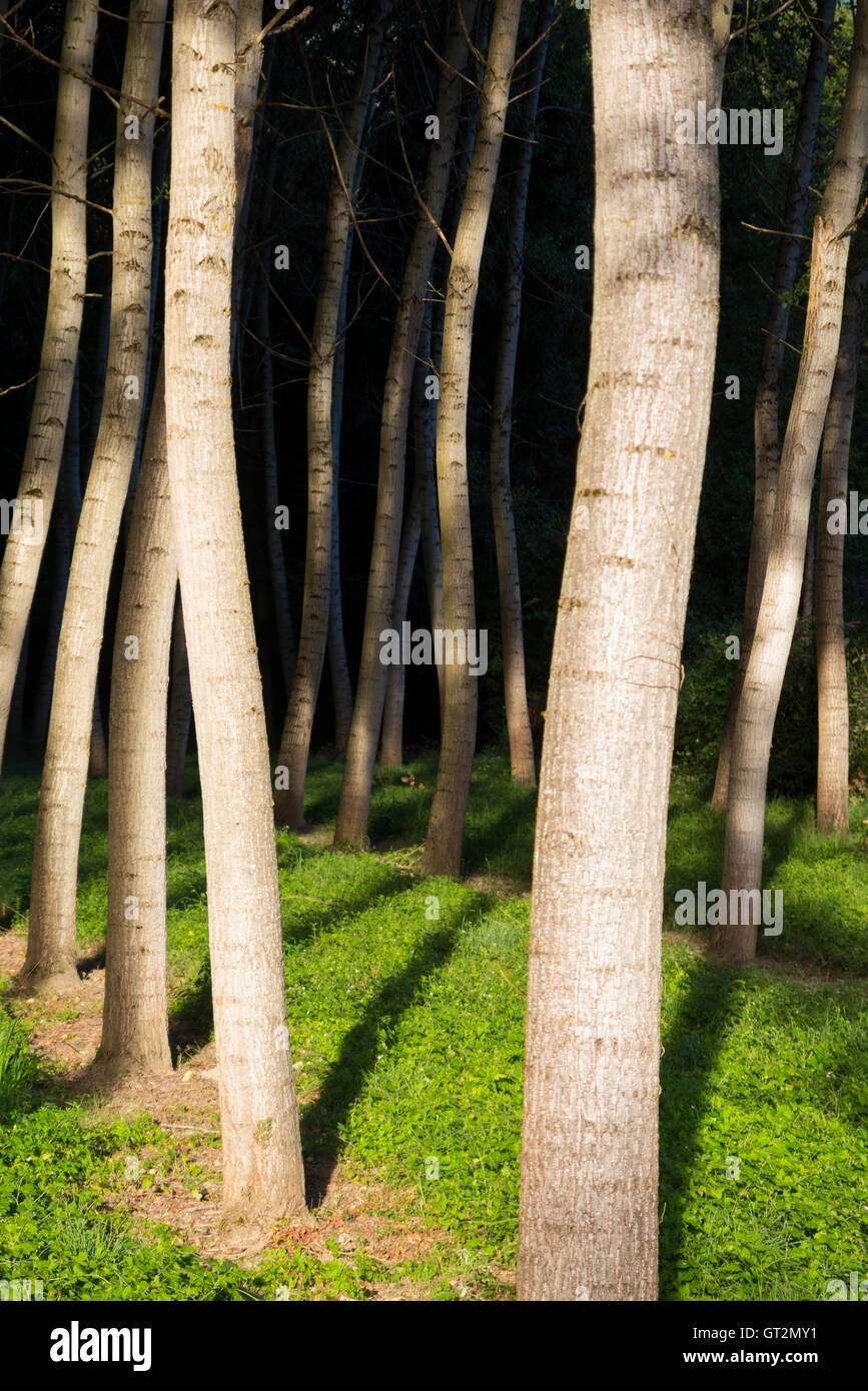 Poplar trees / tree trunks grown in neat rows and columns for forestry ...