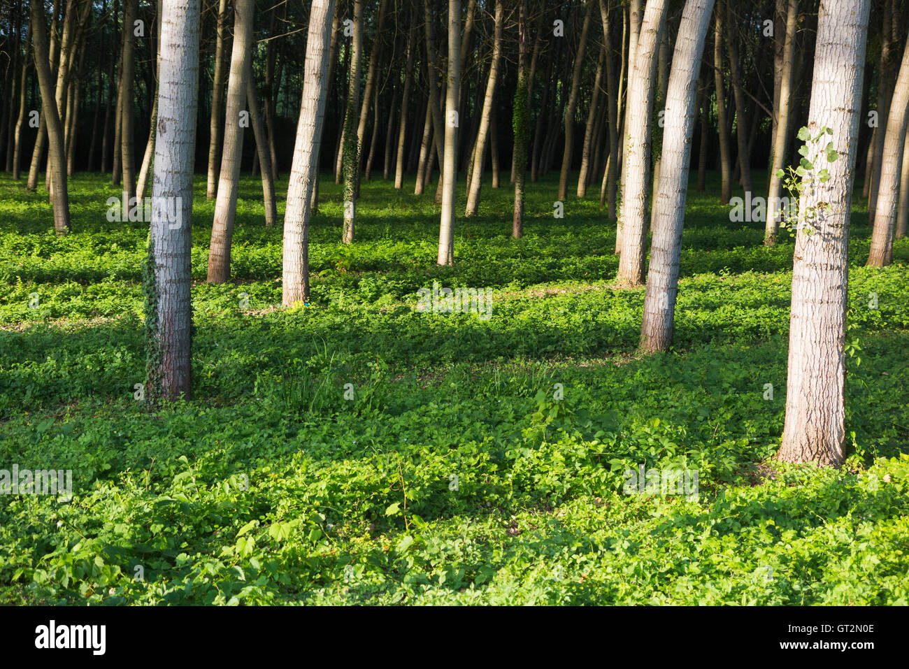 Sustainable forestry hi-res stock photography and images - Alamy