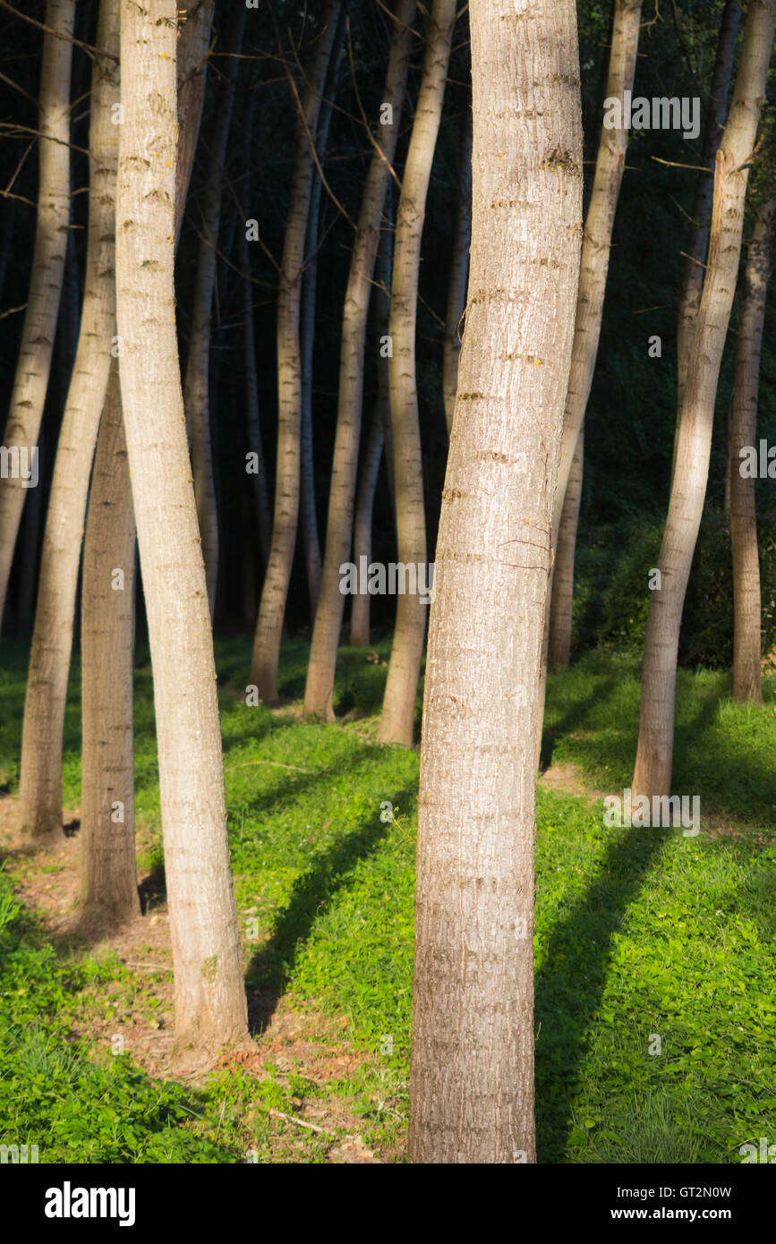 Poplar trees High Resolution Stock Photography and Images - Alamy