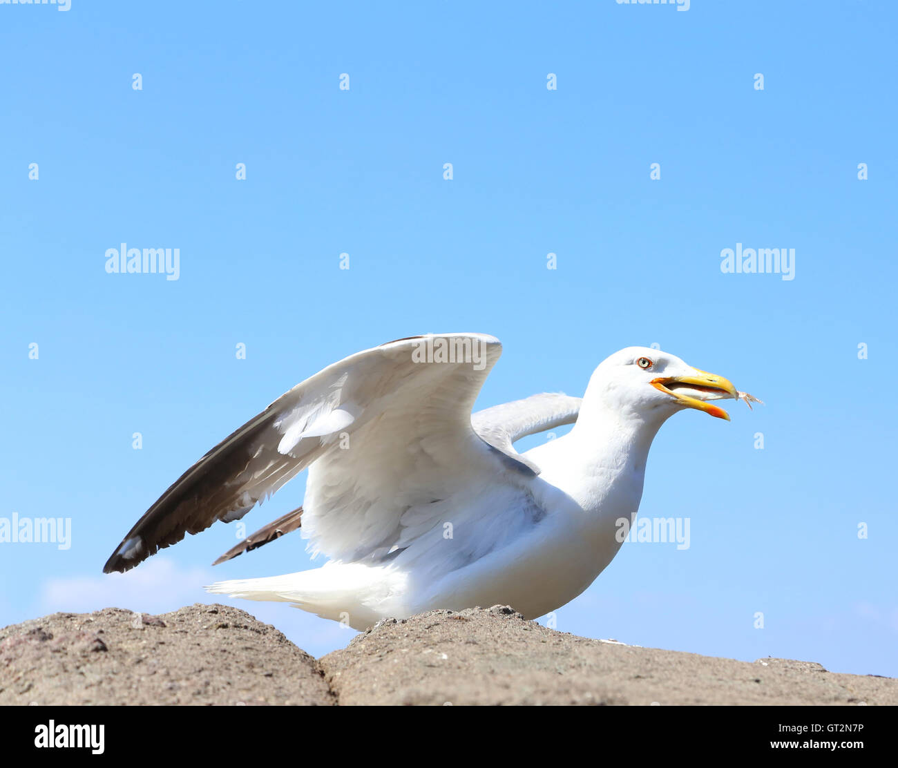 Seagulls sitting on a rock Stock Photo - Alamy