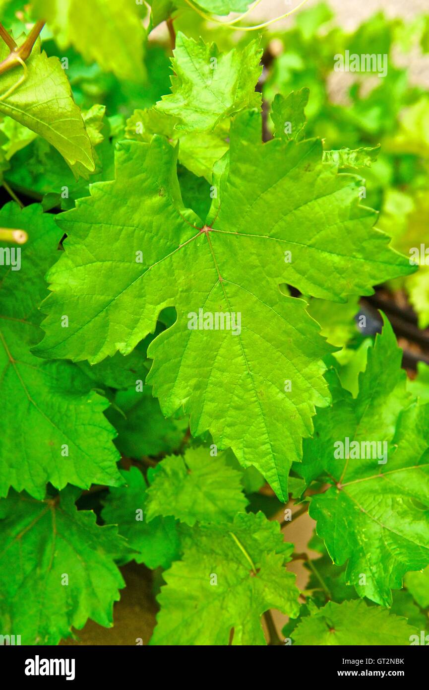Large Grape Leaf on Vine Stock Photo - Alamy