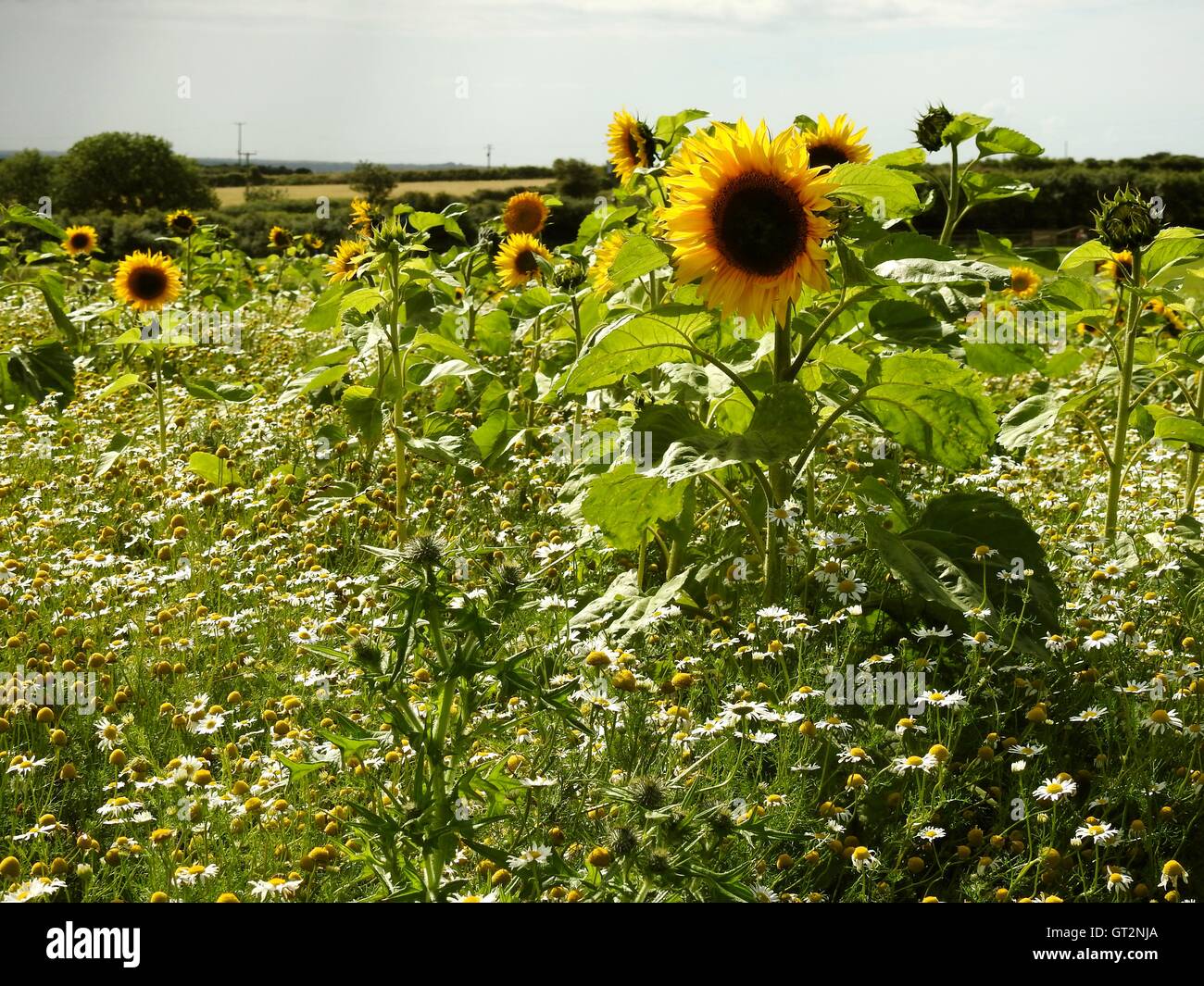 Field of Sunflowers Stock Photo - Alamy