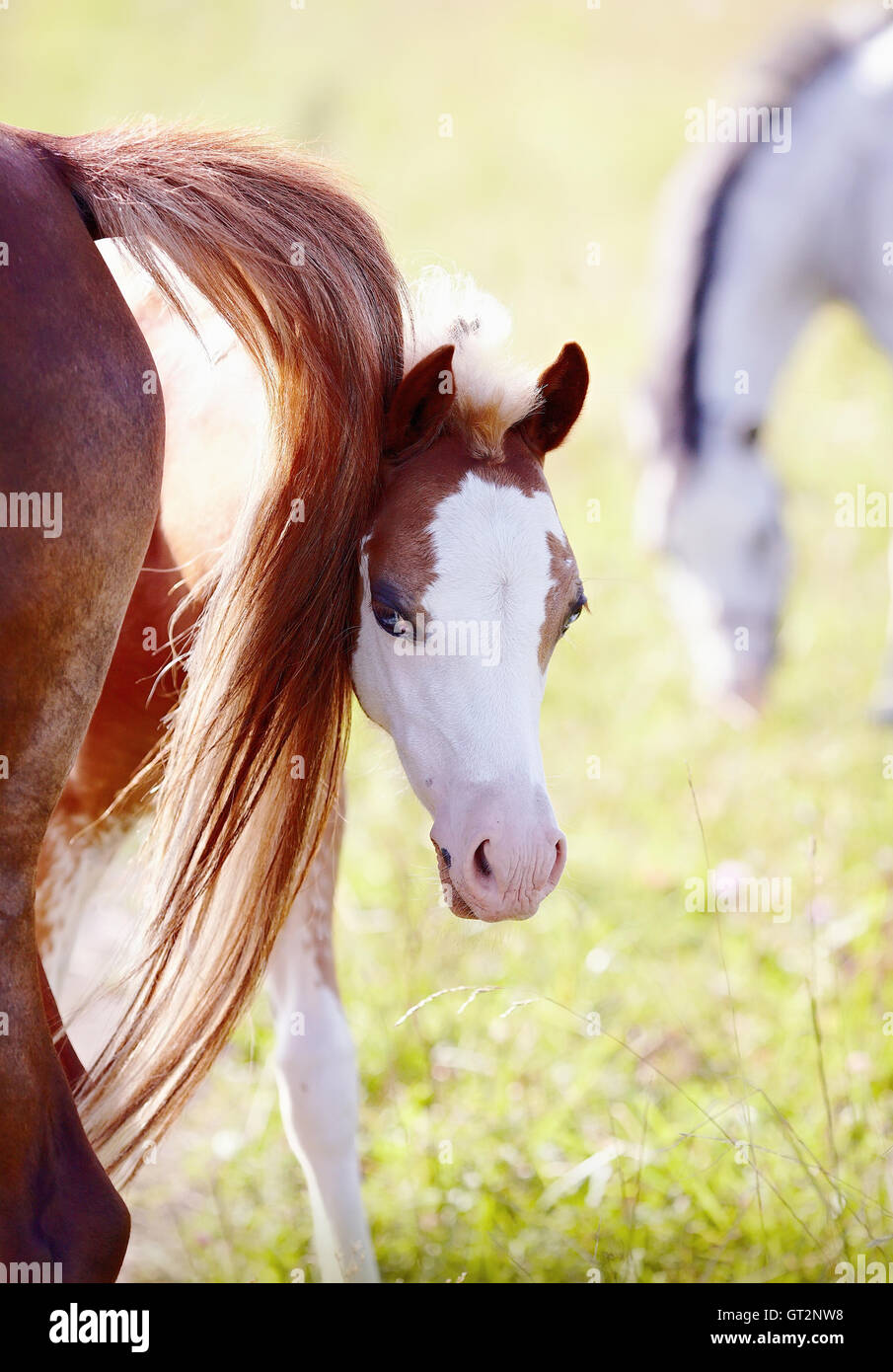 Foal on a pasture with other horses Stock Photo - Alamy