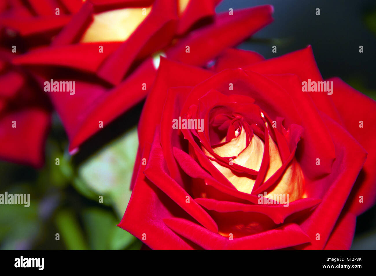 Rose flowers frame hi-res stock photography and images - Alamy